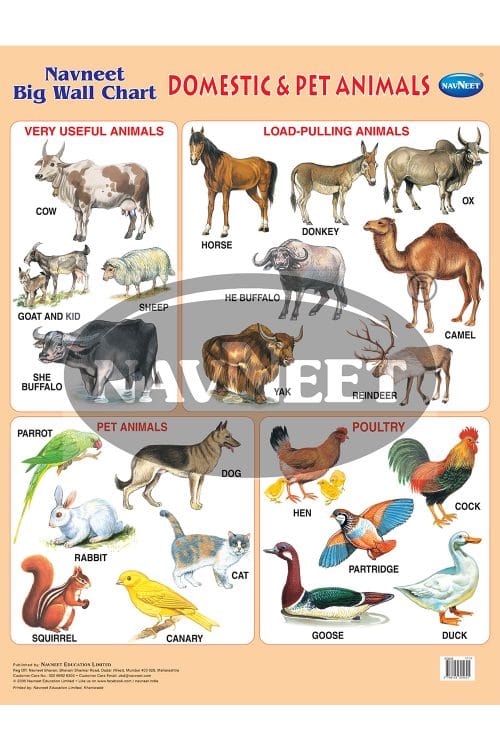 NAVNEET BIG WALL CHART -DOMESTIC & PET ANIMALS - Navneet Education Limited